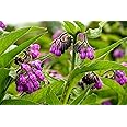 Amazon.com : True Comfrey 30 Seeds (Symphytum officinale) Non GMO ...