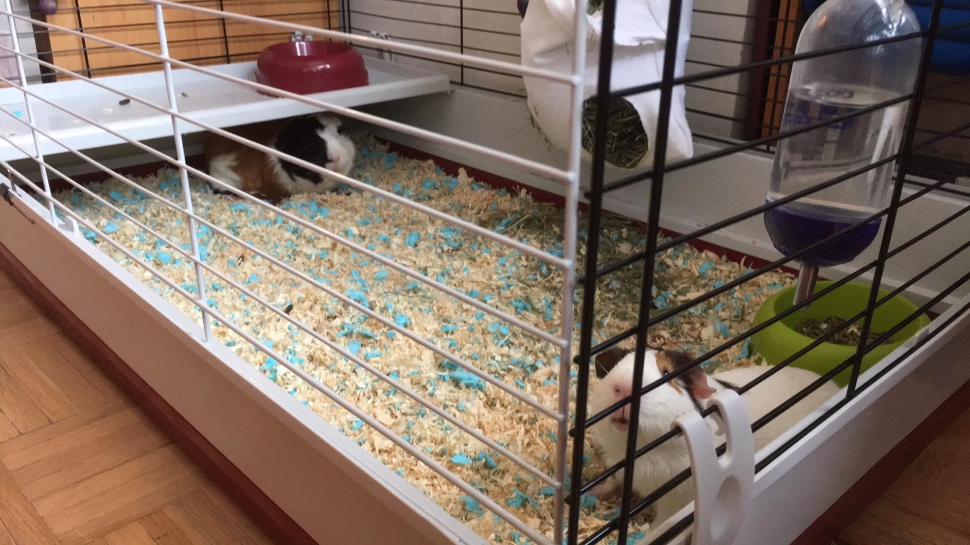 $13/mo - Finance MidWest Homes for Pets Wabbitat Deluxe Rabbit Home Kit ...