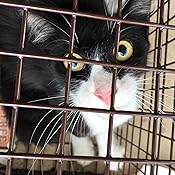 Amazon.com : Tru Catch 30LTD Humane Live Animal Trap : Rodent Traps ...