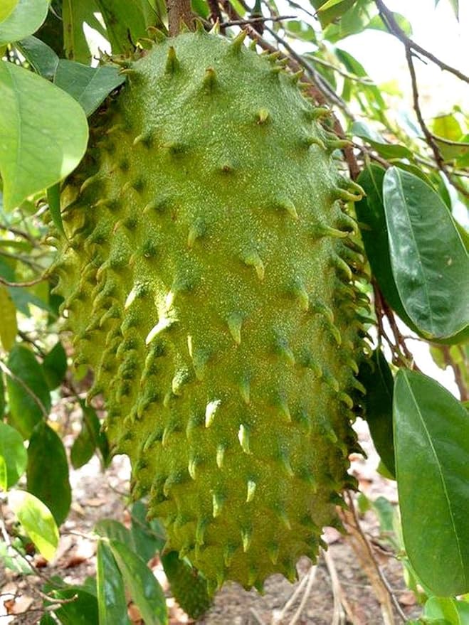 KAIRALI COLLECTION'S Soursop,Annona muricata,Mullatha Plant, Medicinal ...