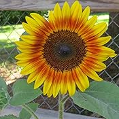 Amazon.com : Seed Needs, Firecracker Sunflower (Helianthus annuus) Twin ...