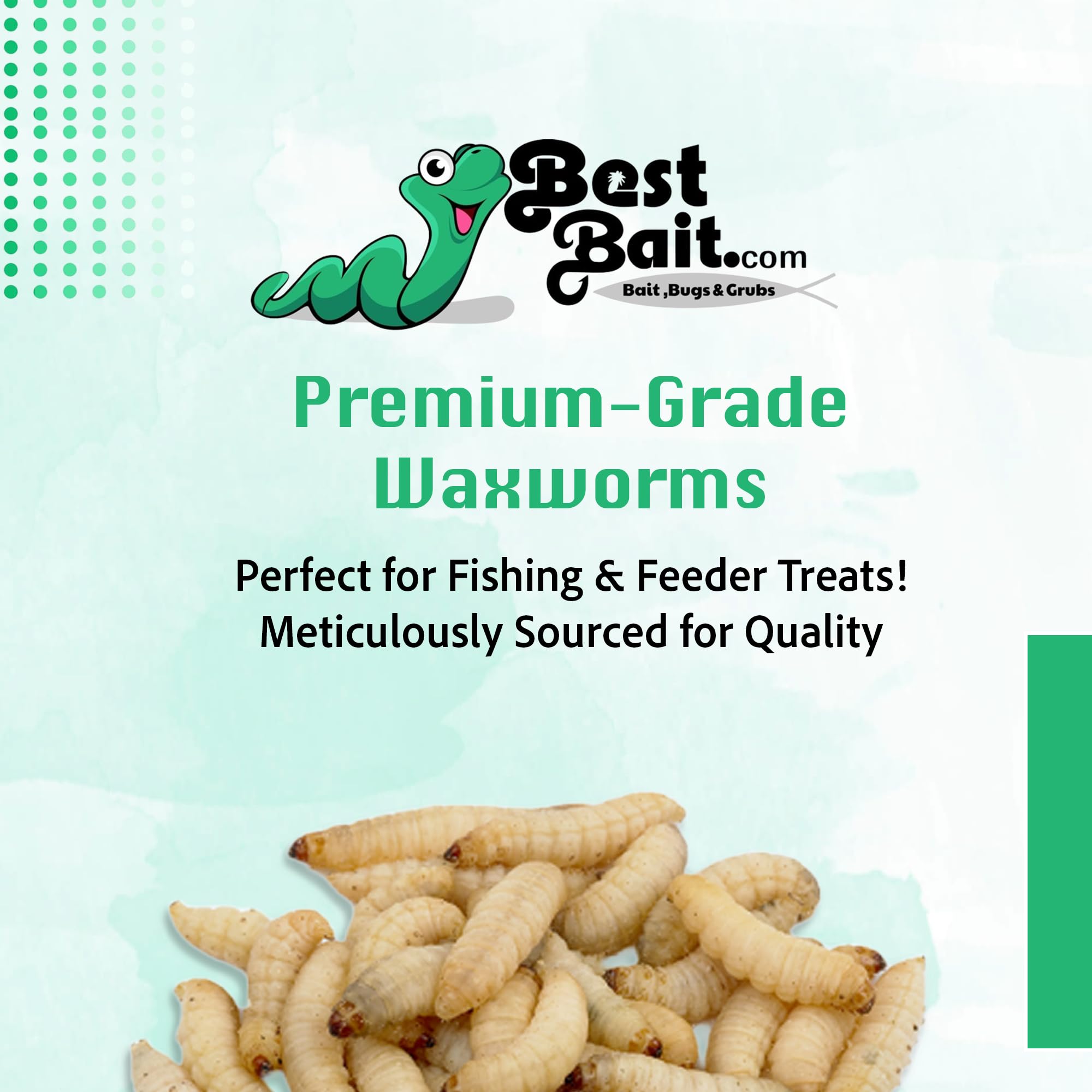 Best Bait Live Waxworms For Reptiles, Birds, And Fishing Bait. High ...