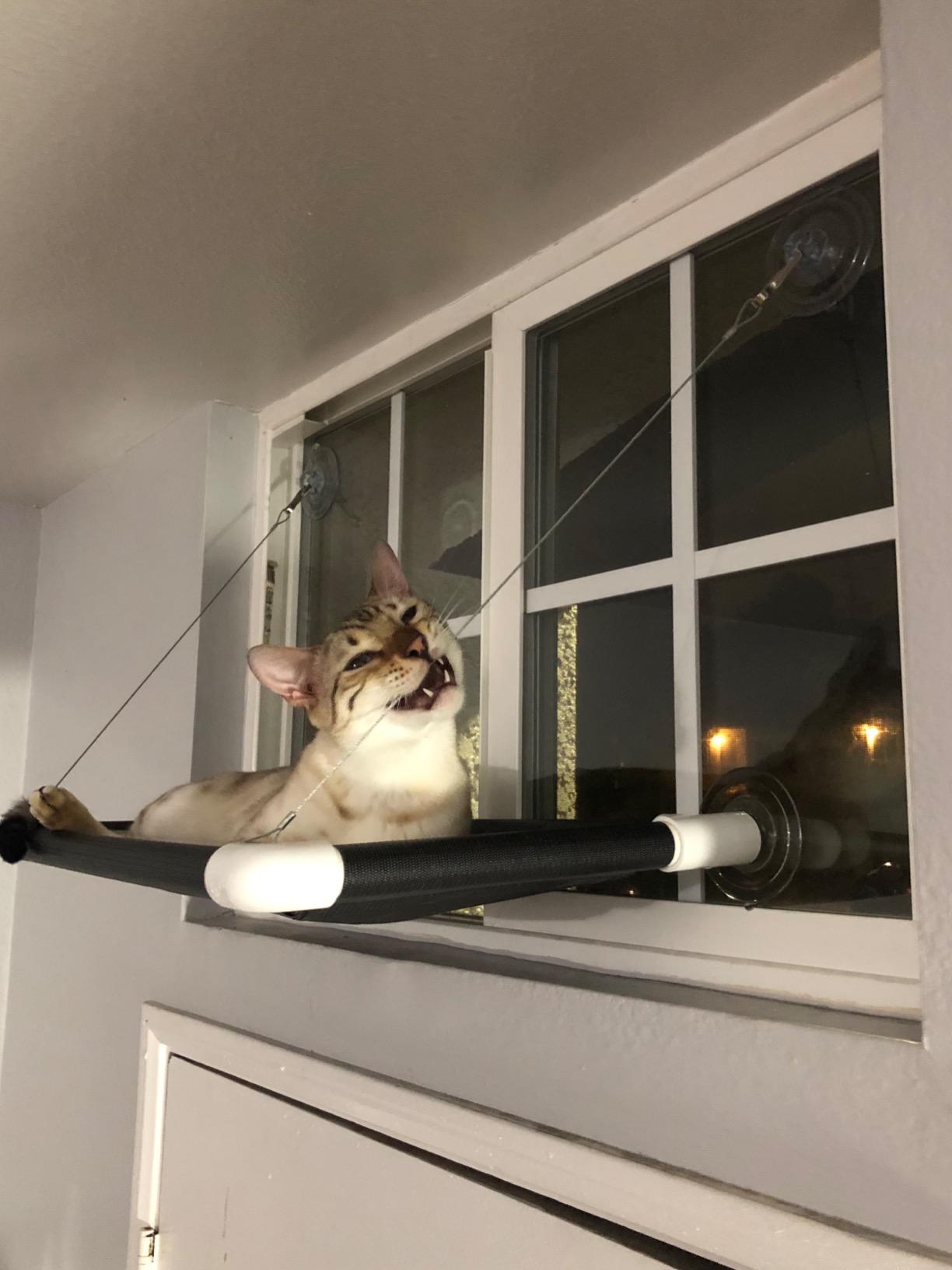 Pictures – Kitty Cot Original™