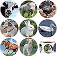 Amazon.com: Hohamn Farm Animal Stickers Roll for Kids 600Pcs Round Farm ...
