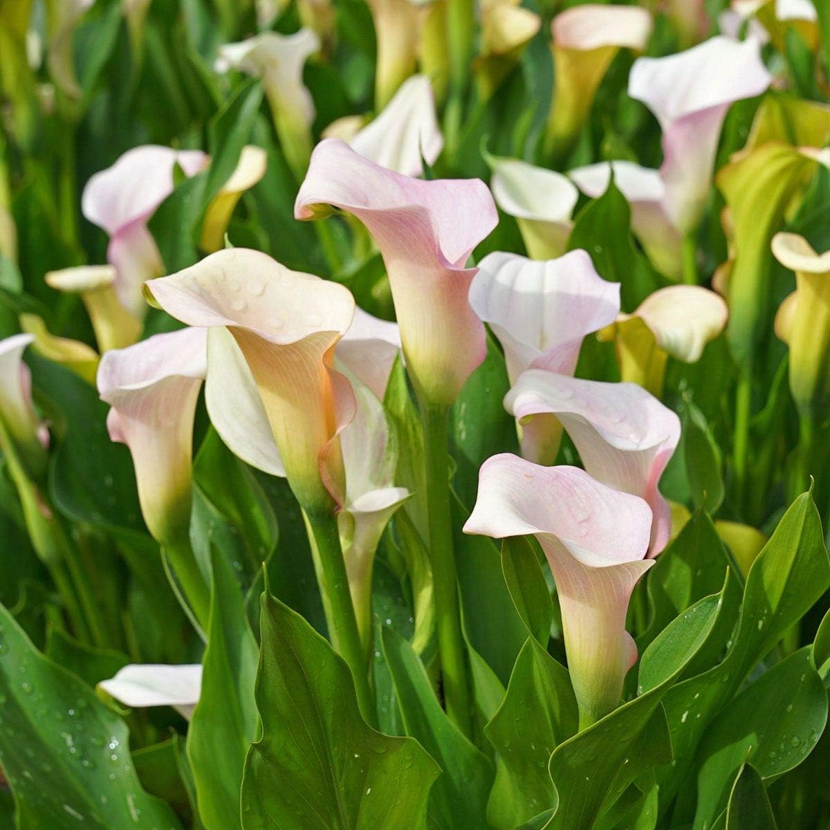 Calla-Lilien-Blumenzwiebeln, magischer Charm, starke Wurzeln ...