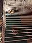 Rosewood PICO Hamster Home, Translucent Teal: Amazon.co.uk: Pet Supplies