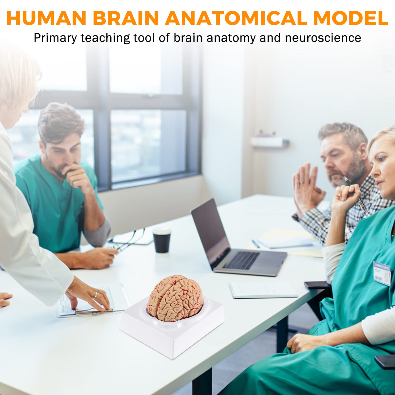 Mua WICHEMI Human Brain Model 9-Part Model of Brain Life Size Brain ...