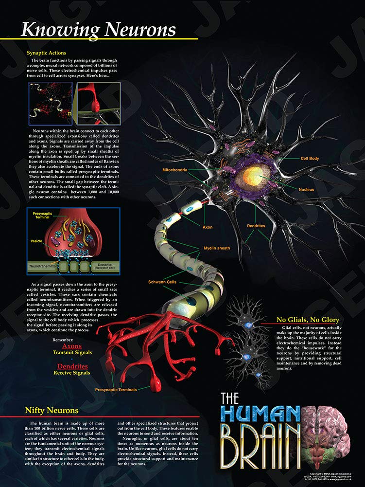Charts & Posters Jaguar Educational Set of 5 Posters Human Brain Chart ...