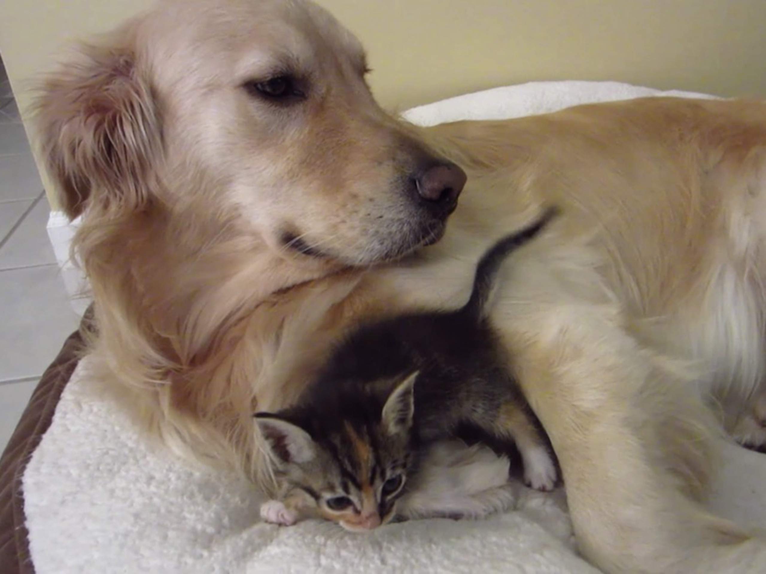 Watch Pet Collective - Season 1 | Prime Video