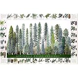 Amazon.com: Northwest Native Conifers Poster and Identification Chart ...