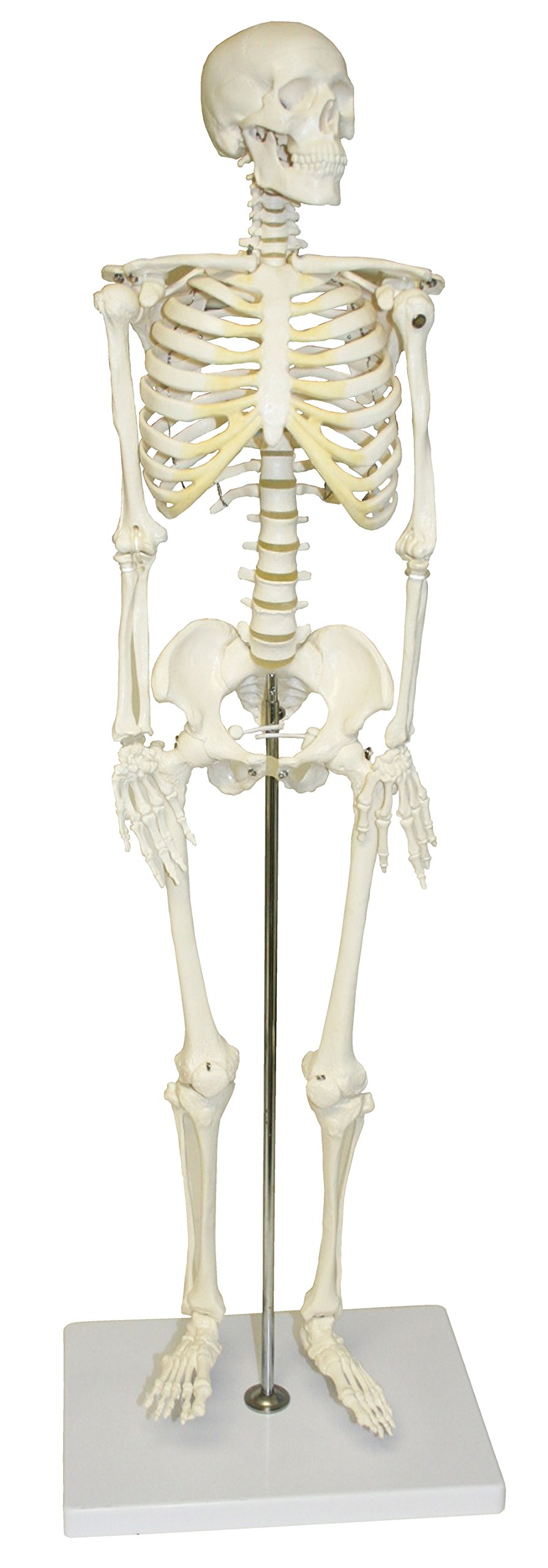 Mua Vision Scientific VAS202 Half Size Human Skeleton- 33” (84cm ...