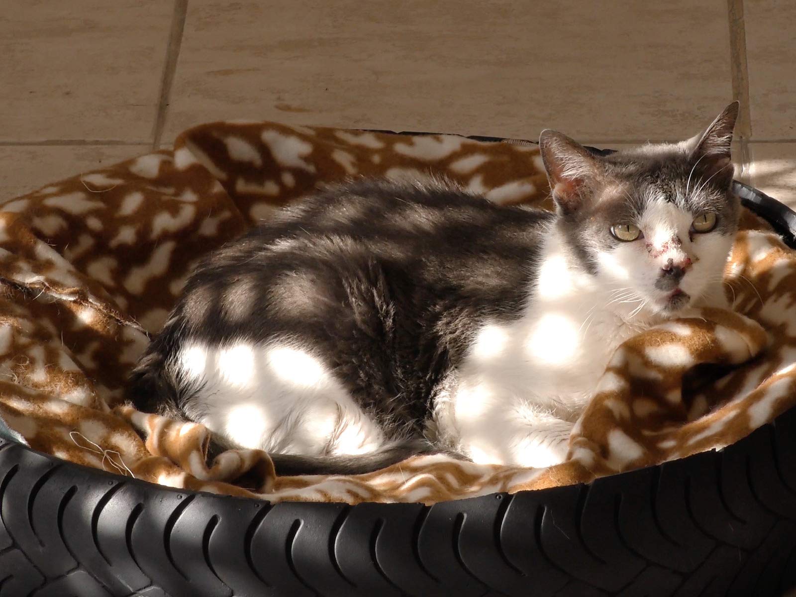 Watch Pet Channel | Prime Video