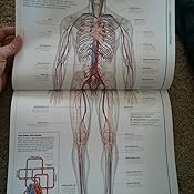 Human Body! (Knowledge Encyclopedias): DK, Smithsonian Institution ...