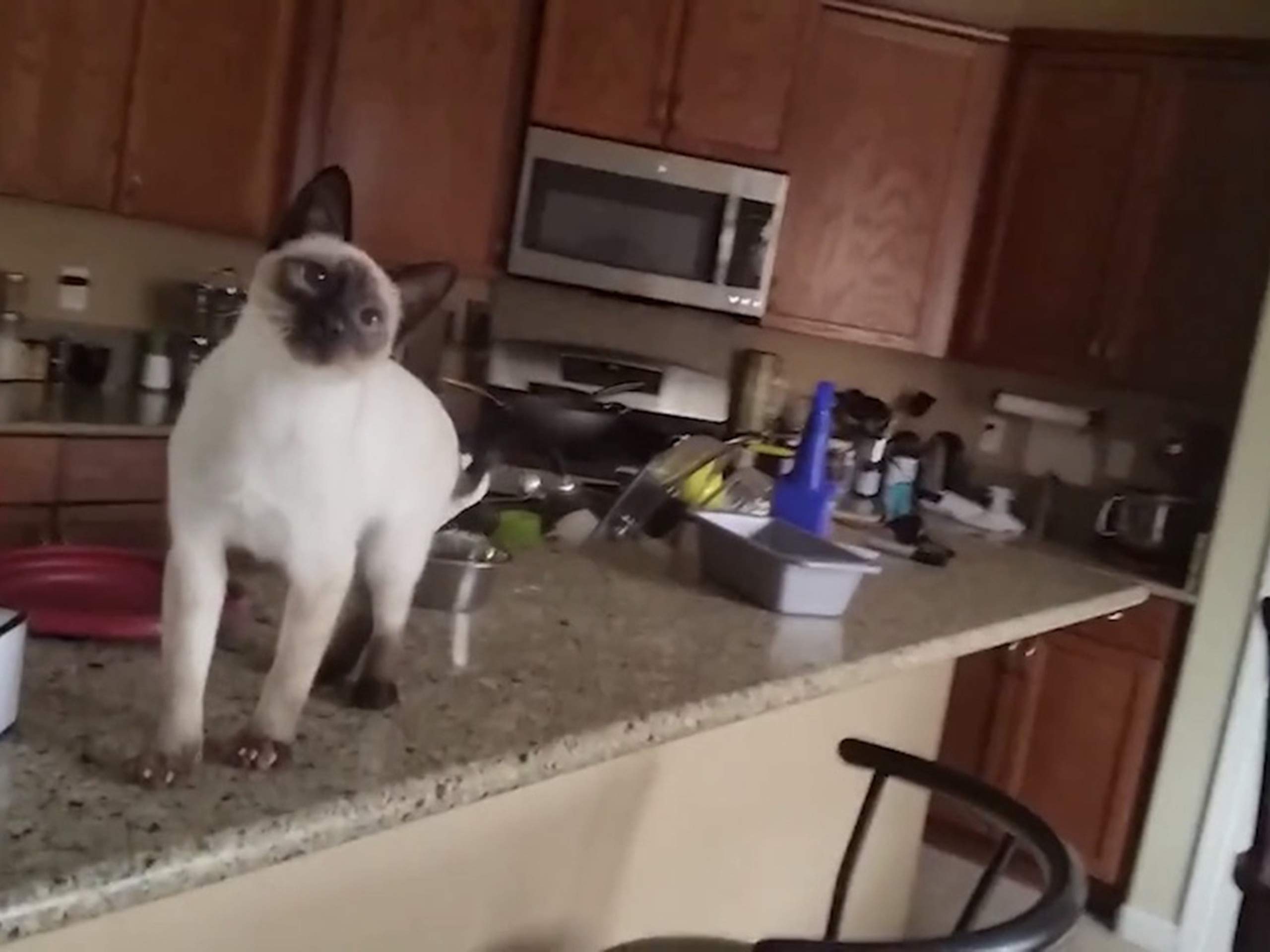 Watch Pet Collective - Season 1 | Prime Video