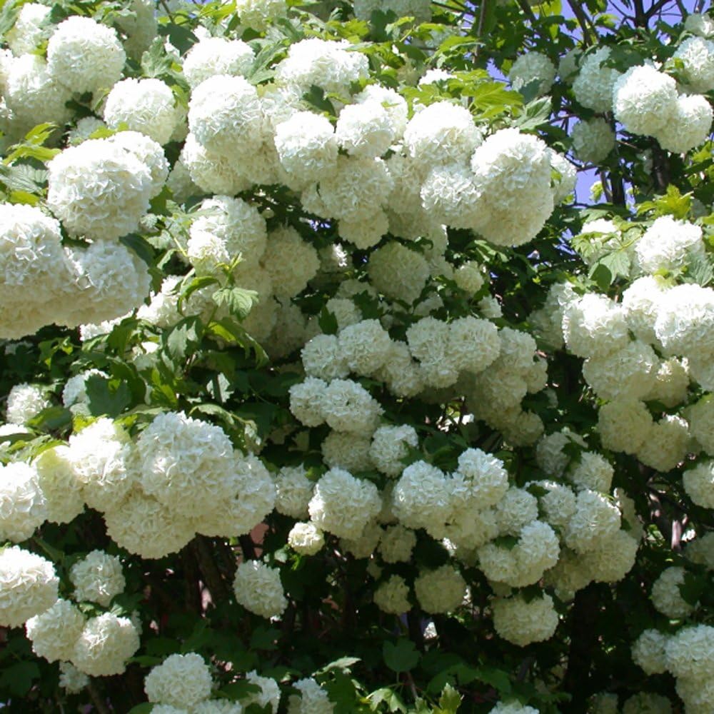 Potted Hardy Garden Shrub Snowball Tree with Large White Blooms and is ...