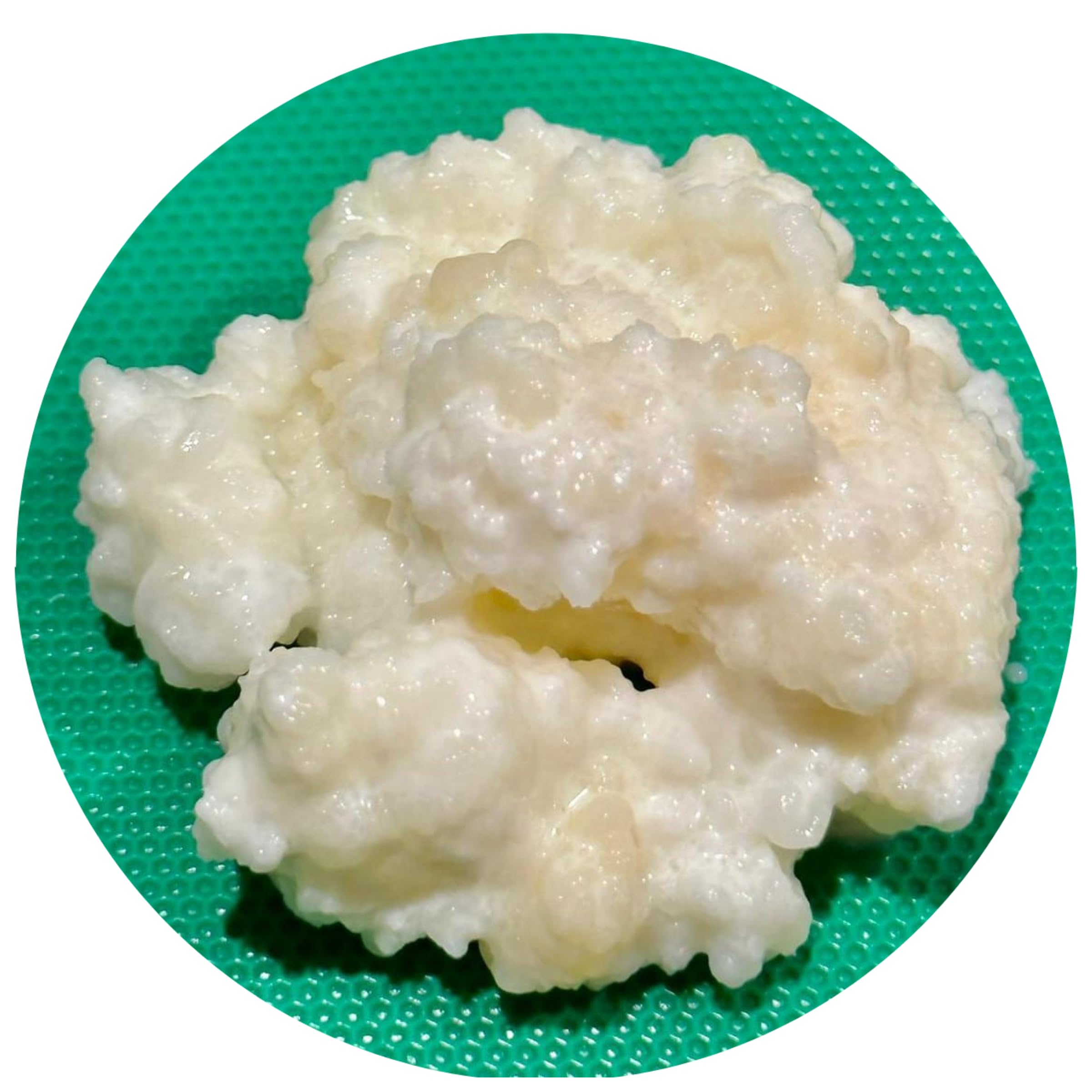 Mua Kefir, Kefir Grains, Scoby, Milk Kefir Grains, Live Starter ...