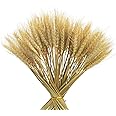 Amazon.com: JOJAZE 100 Stems Dried Wheat Stalks for Decor Artificial ...