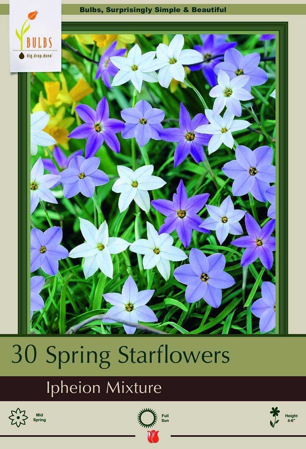 Amazon.com : Starflowers Mix 30 Bulbs 3/+ cm Bulbs - Very Hardy ...