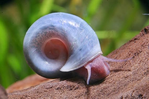 Amazon.com : 5 Rare Blue Ramshorn Snails. Great for Pond & Aquarium ...