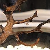 Amazon.com : EcoSphere Closed Aquatic Ecosystem, Small Pod, with ...