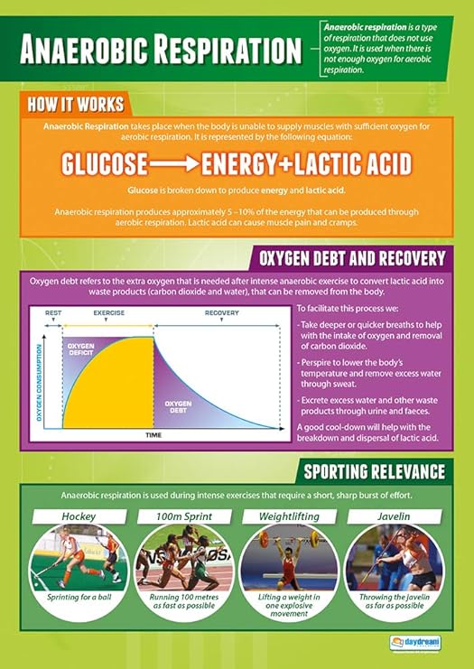Anaerobic Respiration | PE Posters | Laminated Gloss Paper measuring ...
