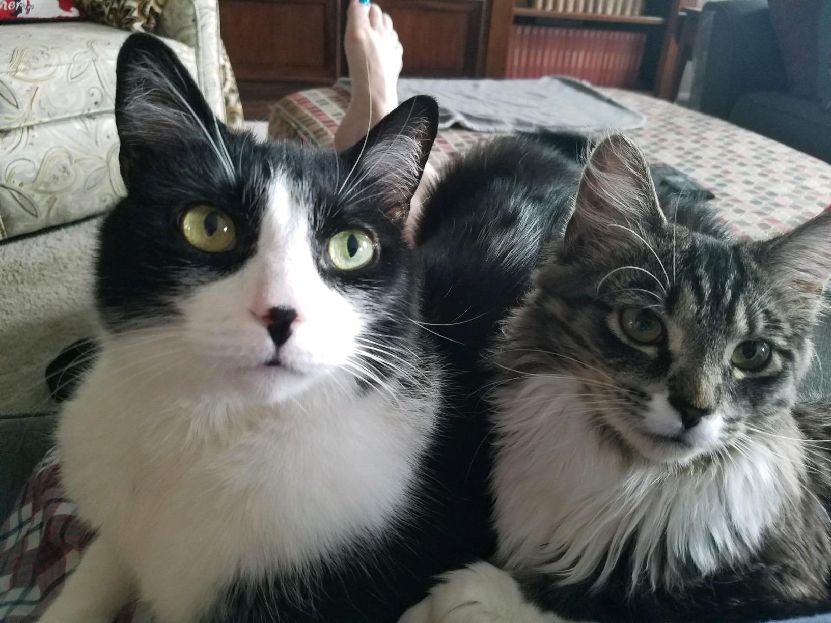 $42/mo - Finance Basepaws Whole Genome Sequencing Test | Your Cat’s ...