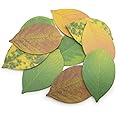 Amazon.com: 600 Sheets Cute Tree Leaf Sticky Notes/Paper Memo Self ...