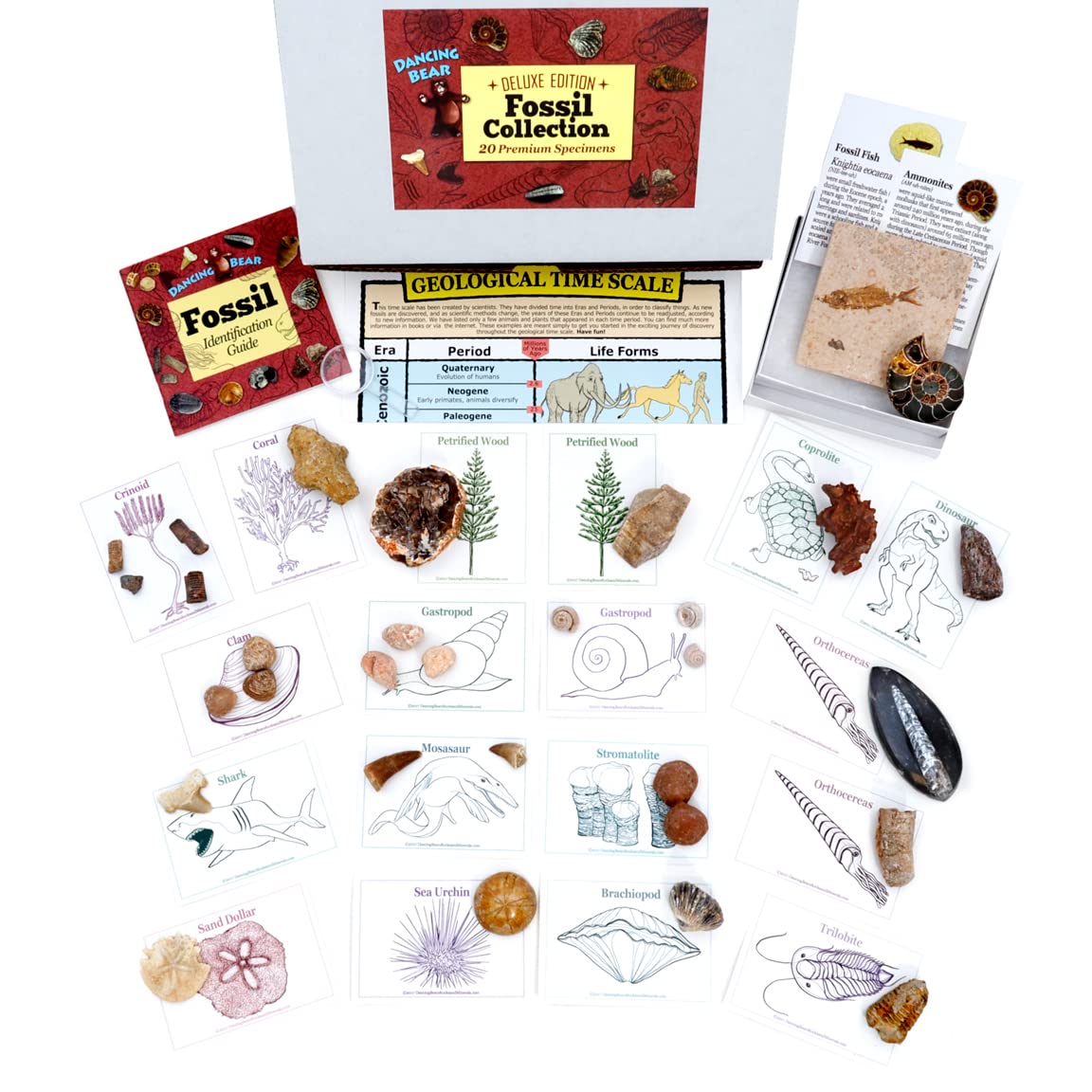 Mua Fossil Collection Set, 20 Real Premium Specimens: Trilobite ...