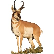 Pronghorn Antilope Silhuett