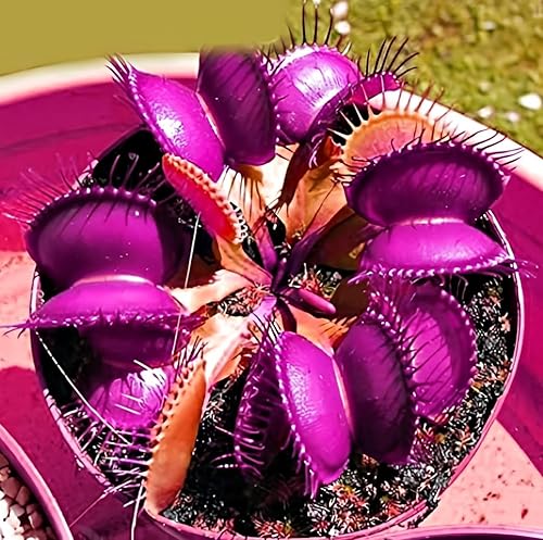 New 300pcs Venus Fly Trap Flower Seeds Violet Generic in Saudi Arabia ...