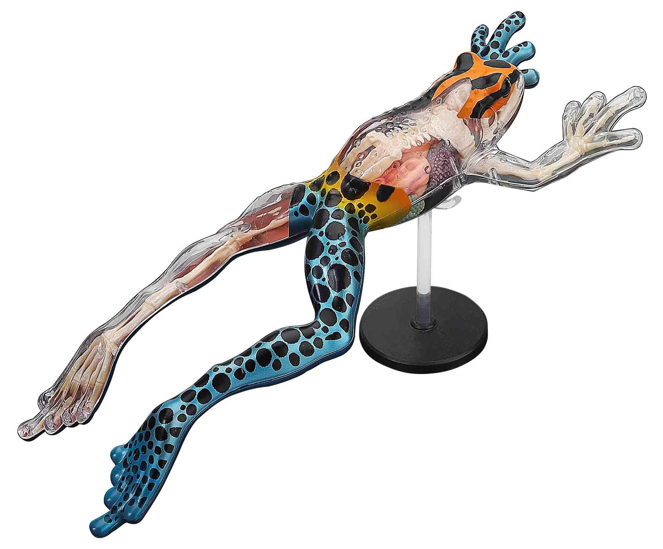 Mua 4D Vision Poison Dart Frog Anatomy Model - Medical Quality ...