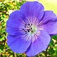 Amazon.com : Rozanne Hardy Geranium Dormant Bare Root Perennial Roots ...