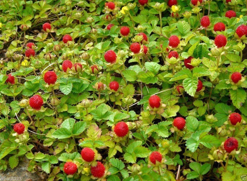 Amazon.com : Indian strawberry Seeds a.K.a, Gurbir, Mock or false ...