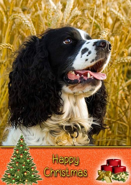 Springer Spaniel Dog Christmas Card 'Happy Christmas': Amazon.co.uk ...