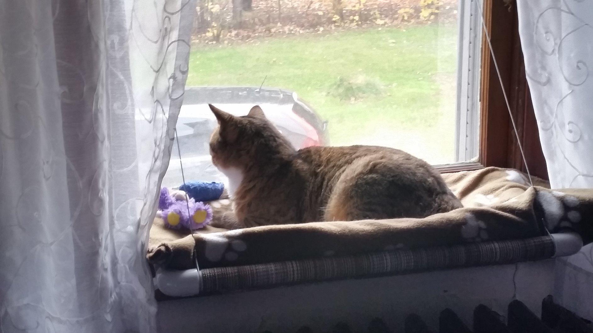 Pictures – Kitty Cot Original™