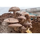 Amazon.com : 100 Pearl Oyster Mushroom Plug Spawn to Grow Gourmet ...