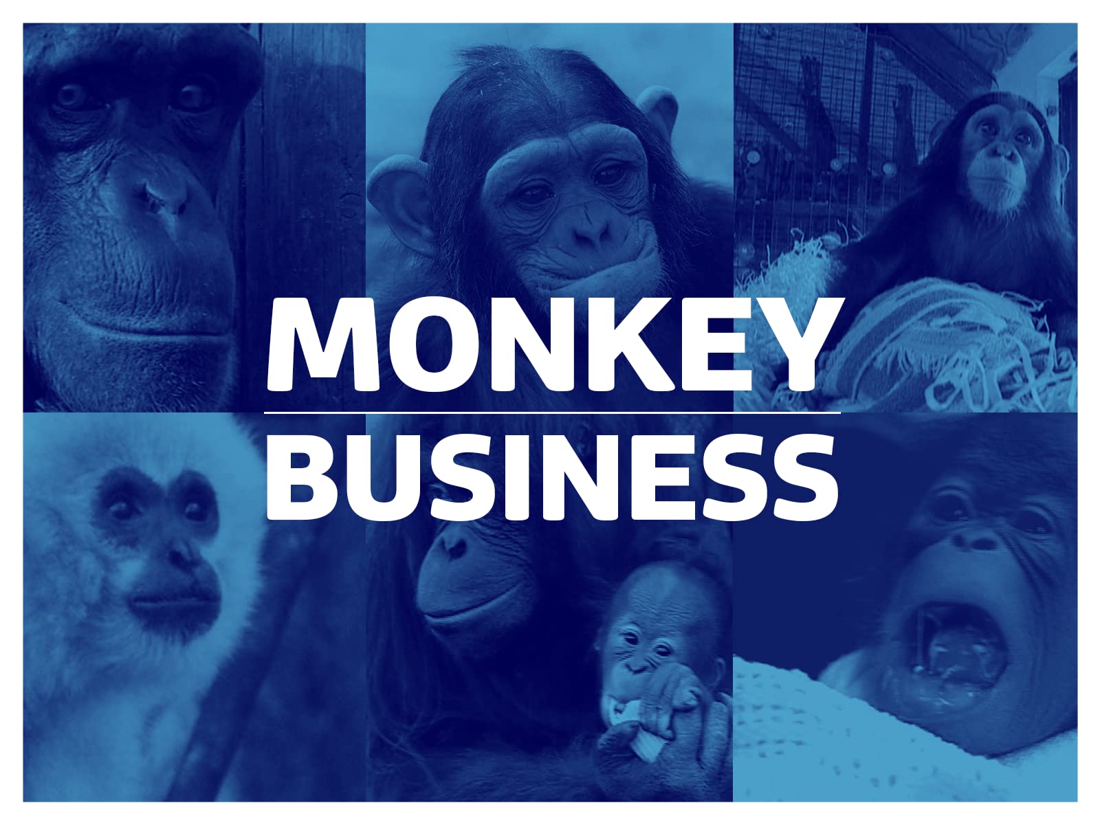 Watch Monkey Business | Prime Video