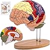 Brain Model Anatomy 2X Life-Size 4-Part Detachable Human Brain ...