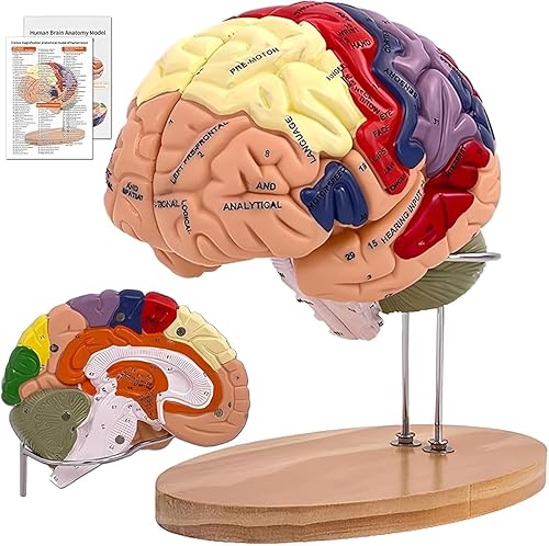 Brain Model Anatomy 2X Life-Size 4-Part Detachable Human Brain ...