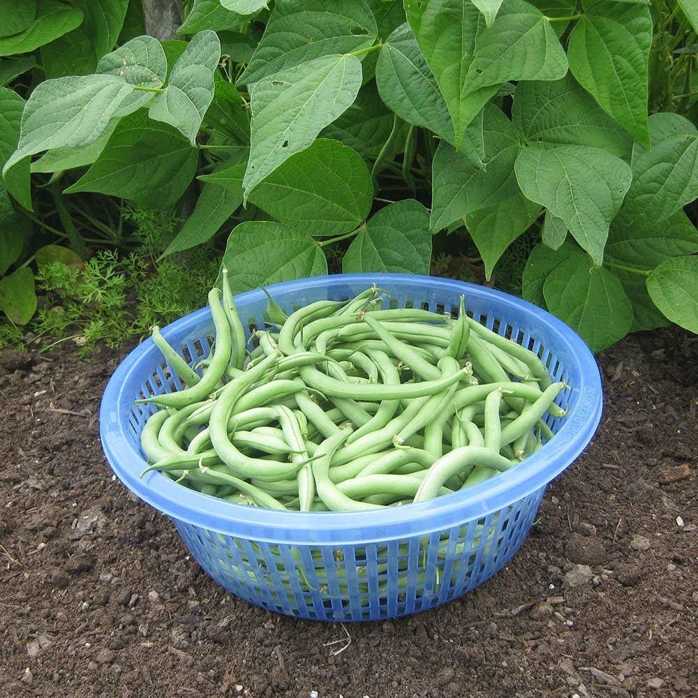 Amazon.com : 10 Seeds Bush Blue Lake 274 Beans Heirloom Green String ...
