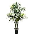 Amazon.com: Simply Trees Kentia Palm Indoor House Plant (5-6 Feet ...