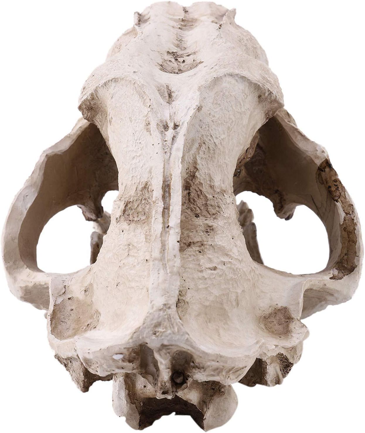 NINGWANG 1:1 Size American Ancient Animals Saber Tooth Tiger Skull ...