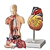 Organ Model Human Heart and Body Anatomy Models Human Torso Model, with ...