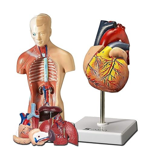 Organ Model Human Heart and Body Anatomy Models Human Torso Model, with ...
