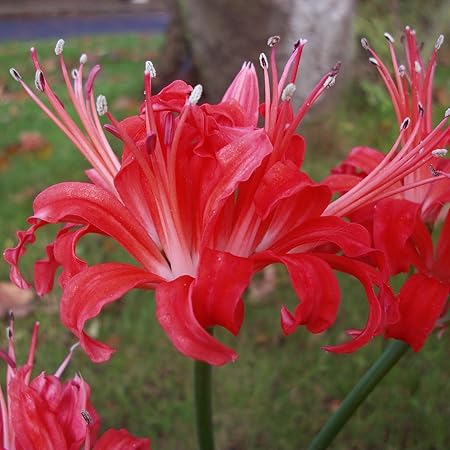 3 x Nerine 'Rouge' Bulbs - Autumn Flowering Red Cornish Lily Bulbs ...