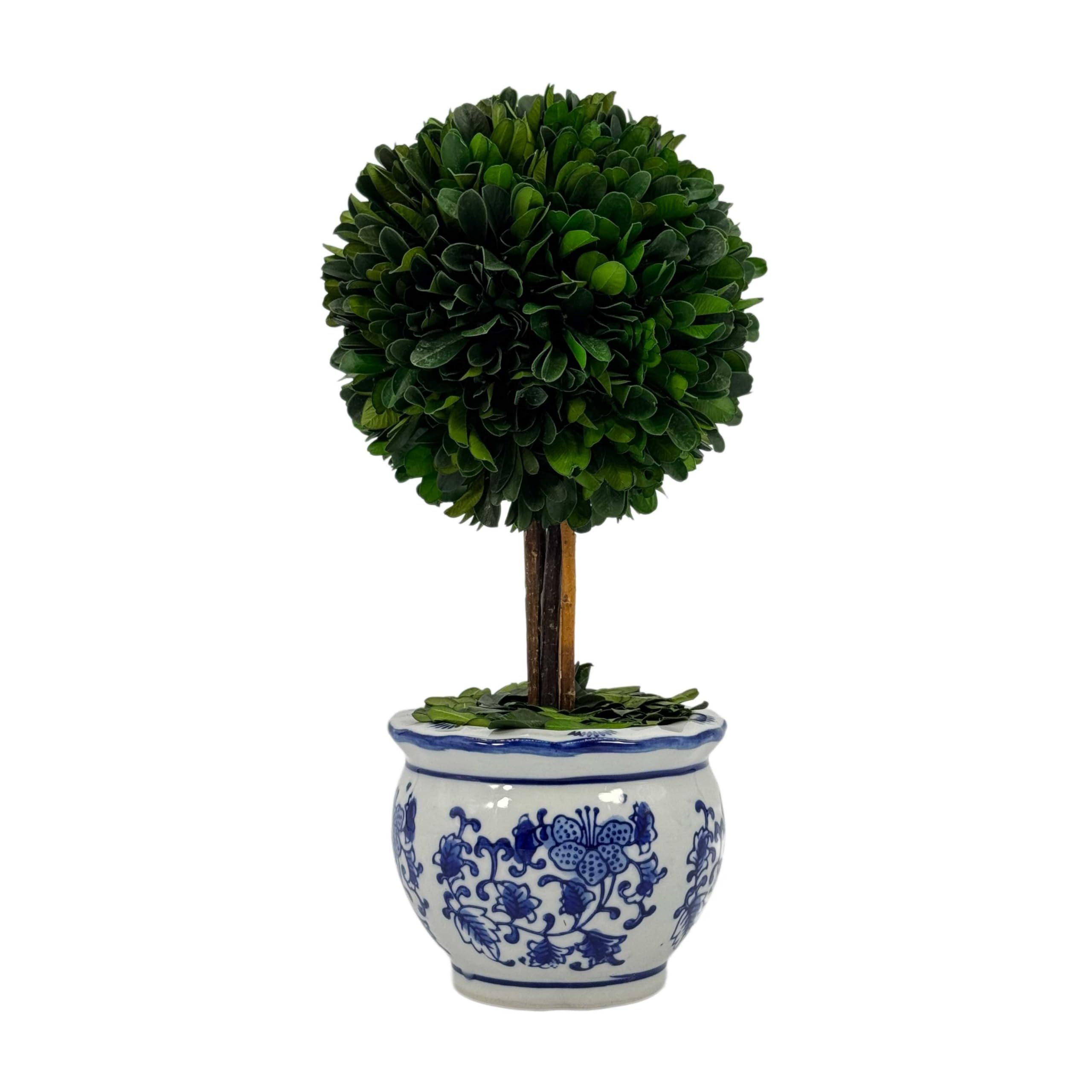 Galt International 11" Naturally Preserved Real Boxwood Ball Topiary ...