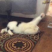 Amazon.com: The Giddy Kitty 5 Pack Cat Feather Interactive Toy with ...