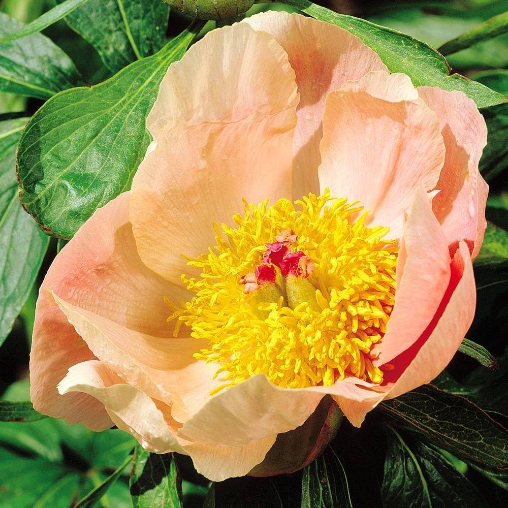 Amazon.com : Giant Peony Single Red - 1 plant : Flowering Plants ...
