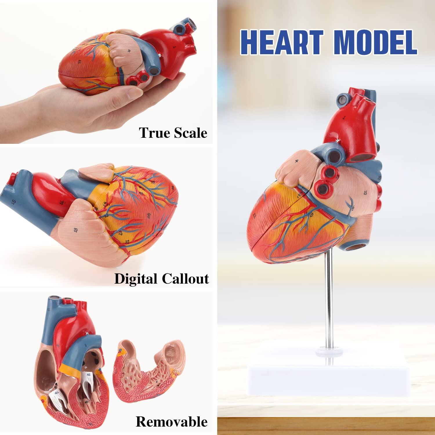 Mua Anatomy Heart Model, 3D Human Heart Model, Science Education Human ...
