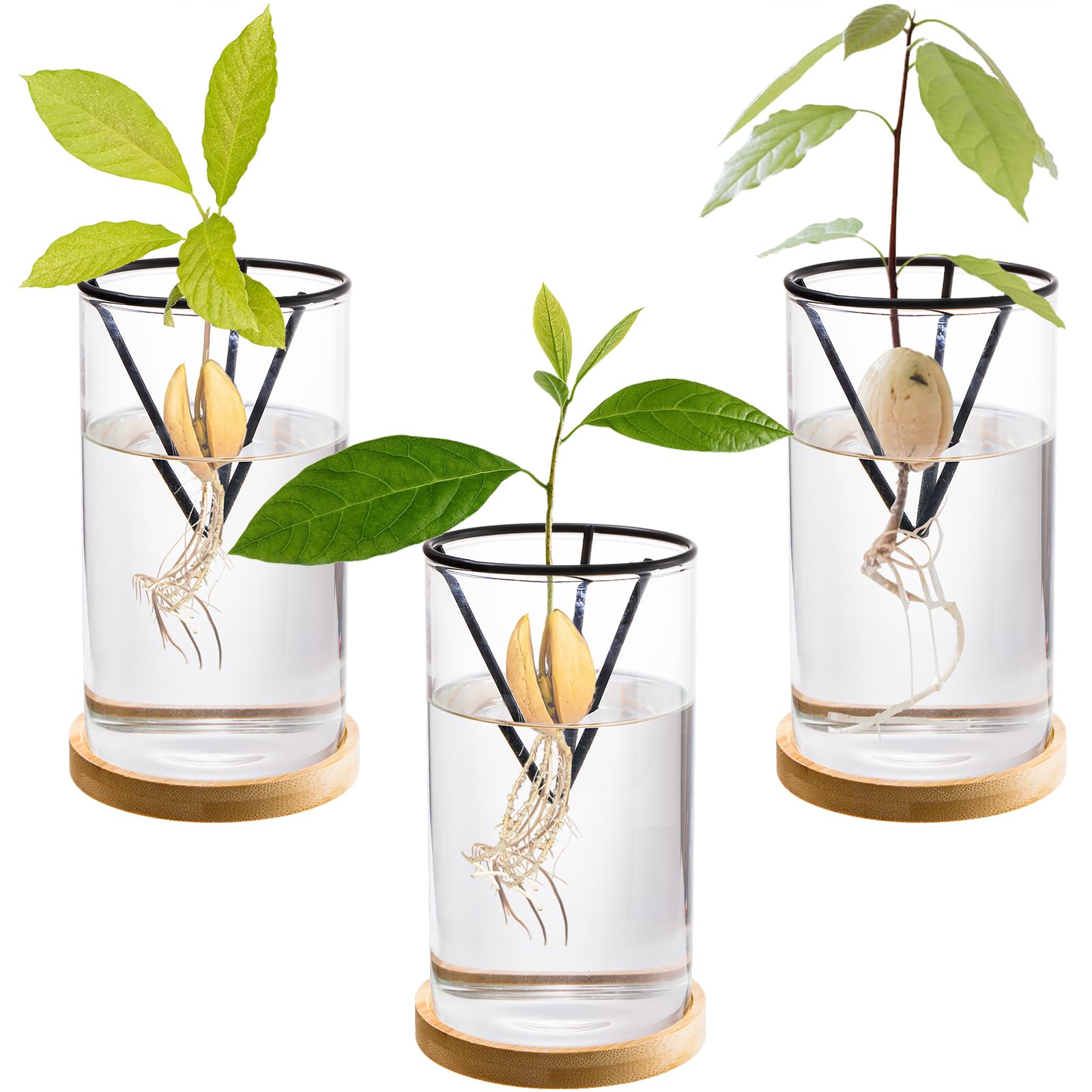 Lawei 3 Pack Avocado Tree Growing Kits, Glass Avocado Seed Starter Vase ...